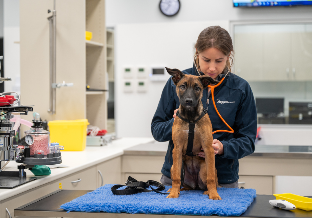 Emergency Vets & Animal Hospitals in Sydney - Open 24Hrs